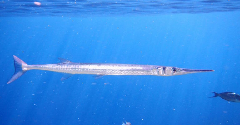Die 10 häufigsten Fische der Kanaren - Langzeiturlaub & Überwintern