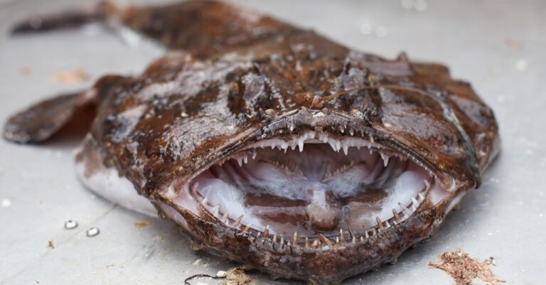 Die 10 häufigsten Fische der Kanaren - Langzeiturlaub & Überwintern